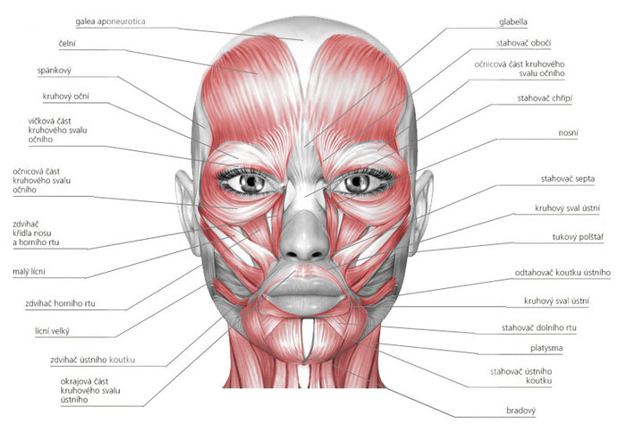 Anatomy :: Face Yoga Academy Selavis